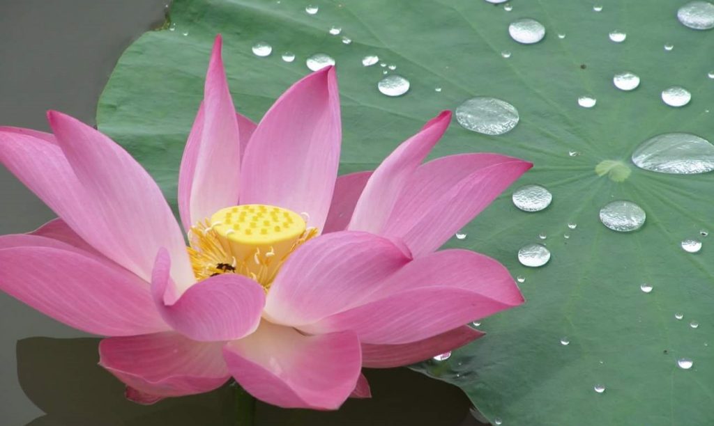 Lotus Happiness - Awaken Your Buddha Within