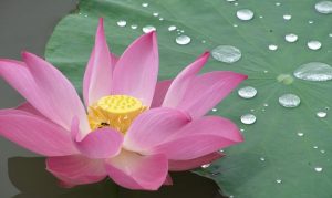 Lotus Happiness - Awaken Your Buddha Within
